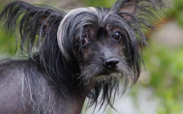 Bañar un caniche y dejar su pelaje blanco como la nieve: Guía completa ...