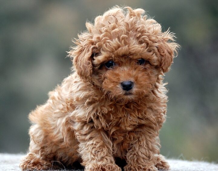 Crías de Caniche Toy: Guía Completa y Consejos Útiles – Planeta Caniche