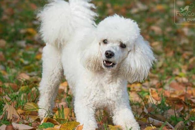 Cronología caniche: Origen de la raza más adorable – Planeta Caniche