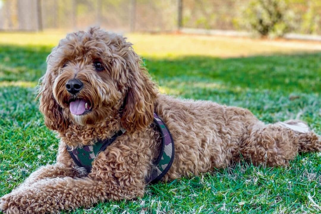 Cómo criar a un caniche toy feliz y saludable en 5 pasos – Planeta Caniche