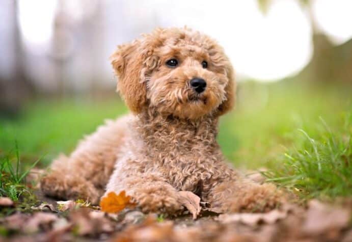 Descubre cuanto mide un caniche mini toy: Todo lo que necesitas saber ...