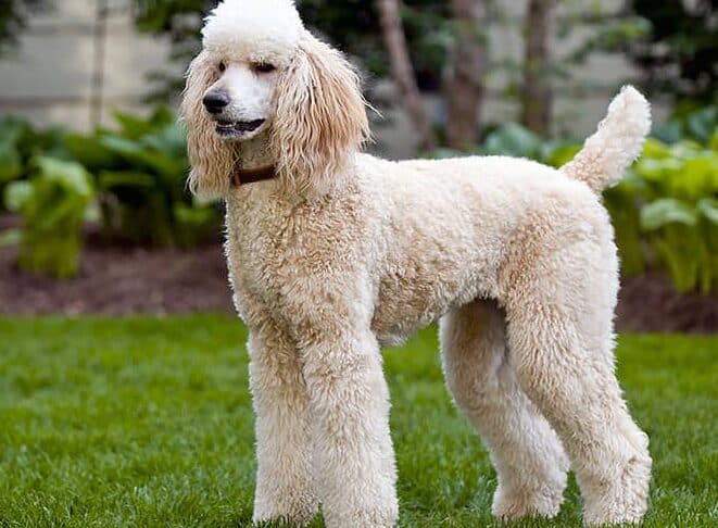 Descubre cuánto tiempo vive un perro caniche y asegura su bienestar ...