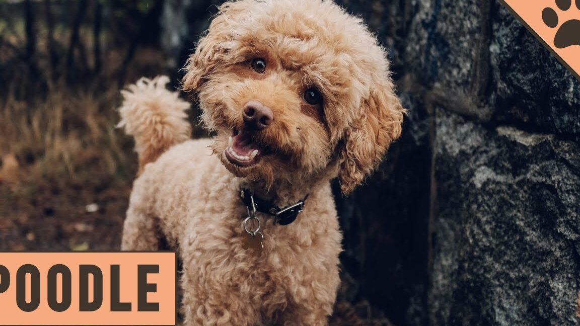 Descubre el origen de la raza caniche: todo lo que debes saber ...