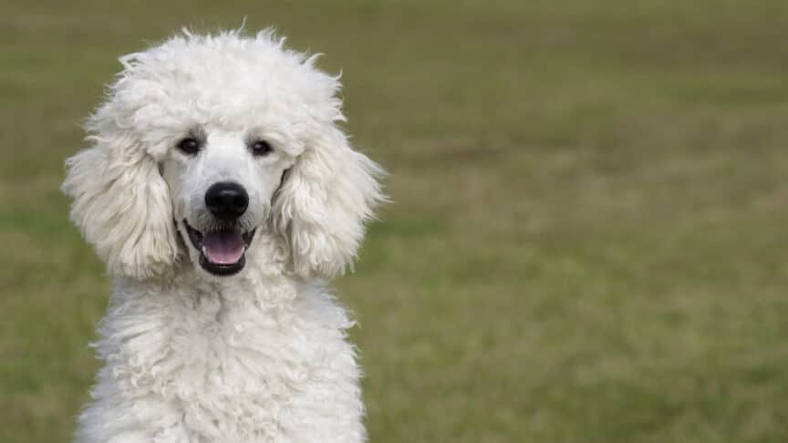 Descubre el Origen del Caniche: ¿De dónde proviene esta raza de perro ...