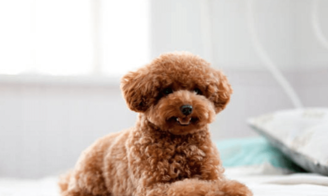 Descubre todo sobre el Caniche Micro Toy: características y cuidados ...