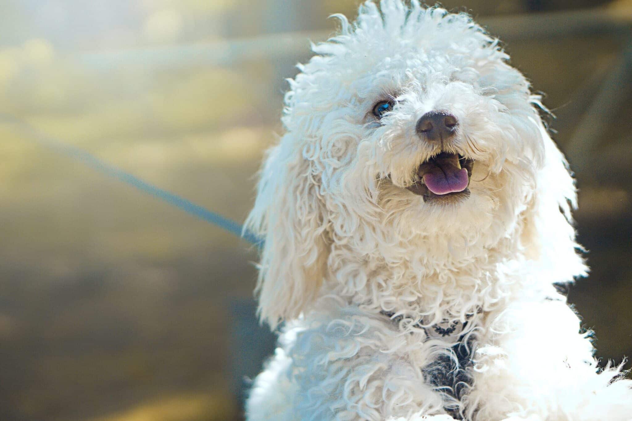 Elige el caniche perfecto: Descubre los 5 tipos más populares – Planeta ...