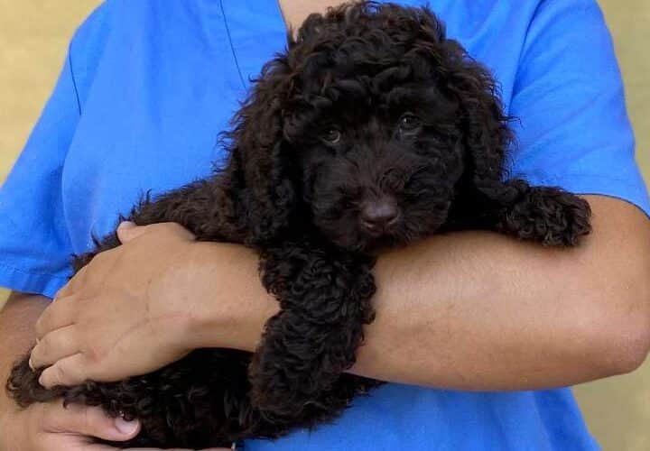 Guía completa de cuidados y características de los caniches mini toy ...