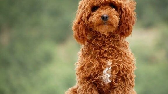 Peso de perro caniche toy: Guía completa con medidas y consejos ...