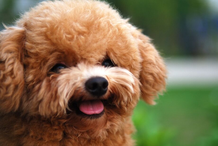 ¿Peso saludable para tu caniche? Descubre cuánto debe pesar – Planeta ...