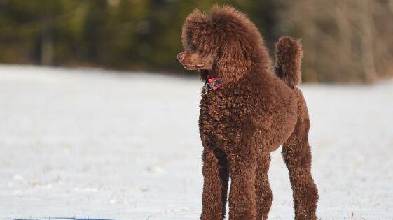 Precio del caniche en Argentina: tu compañero fiel al alcance – Planeta ...