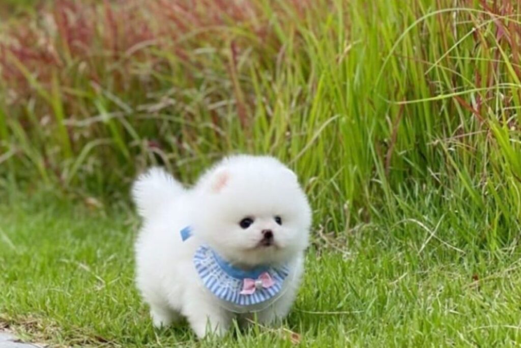 Tamaño caniche: ¿mini toy o micro toy? – Planeta Caniche