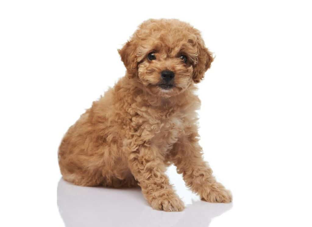 Tamaño y cuidados ideales para un caniche mini toy – Guía completa ...