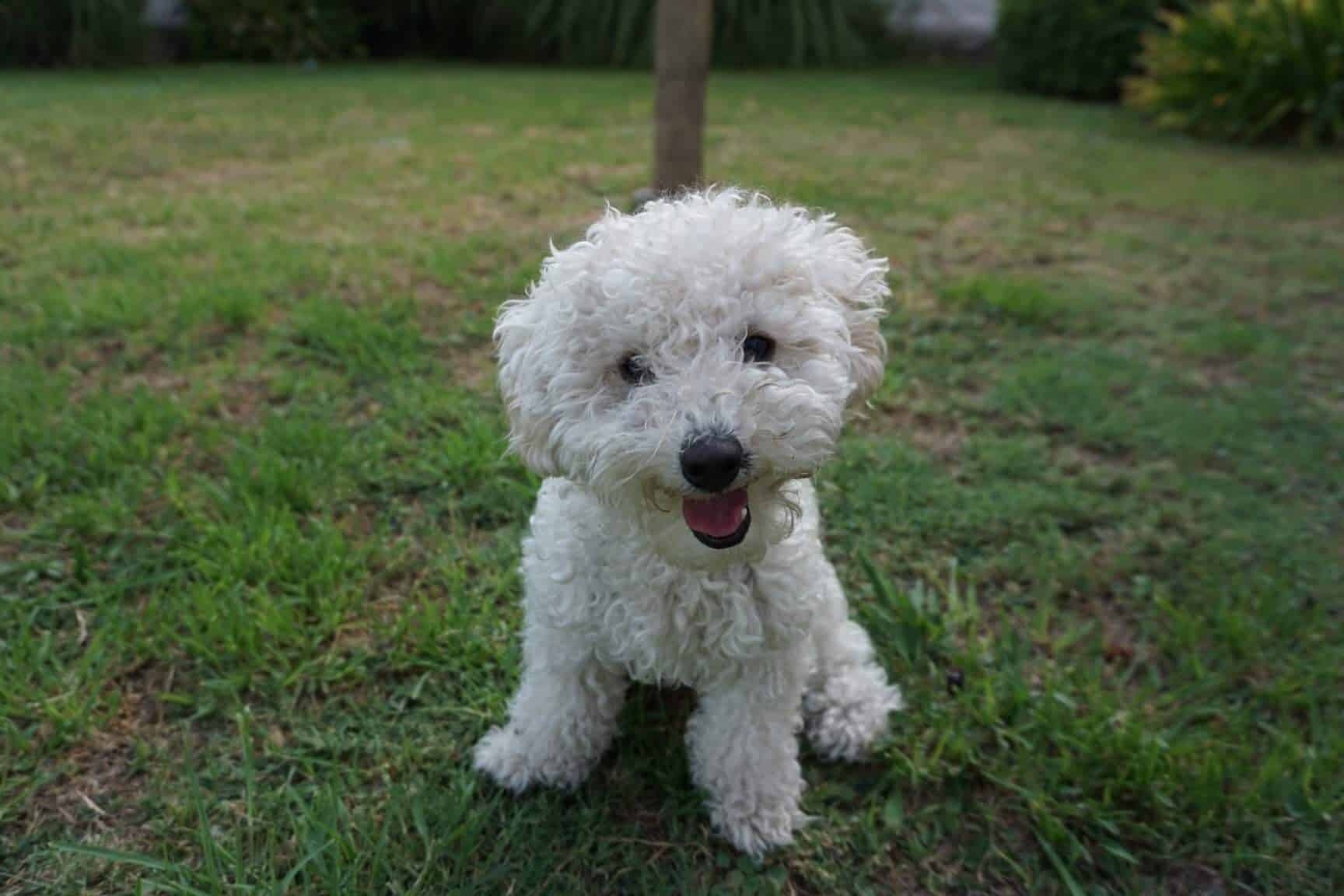 Tipos de caniches: todo lo que necesitas saber – Planeta Caniche