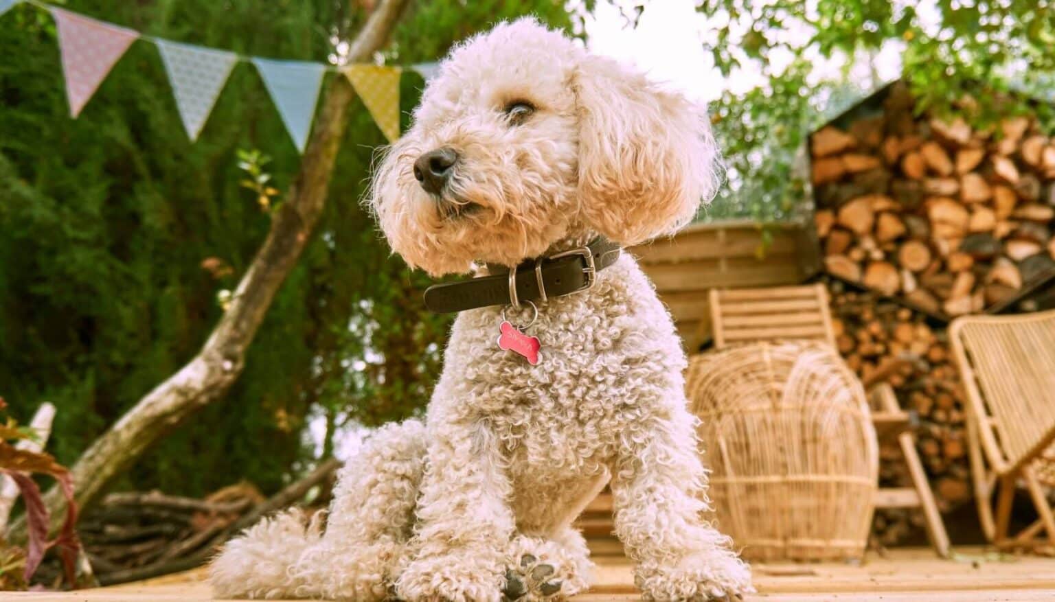 Toda la información sobre perros caniches: significado y cuidados ...